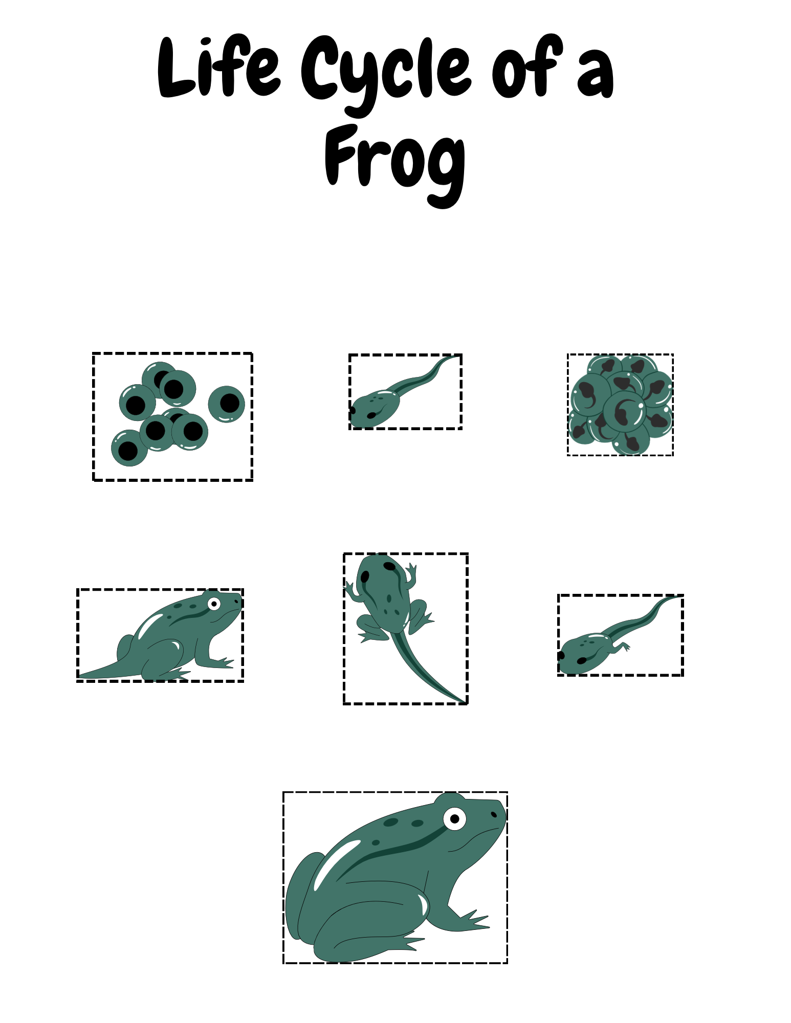 Frog Life Cycle – Little Scholars Workshop